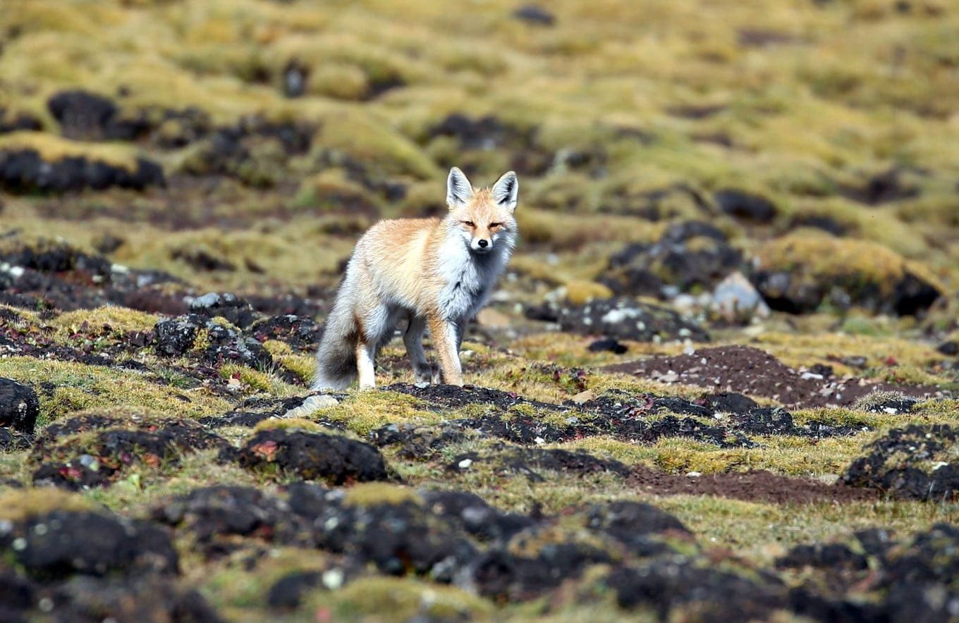 King of the Plateau: Tibetan Fox and Its Role in Ecosystem