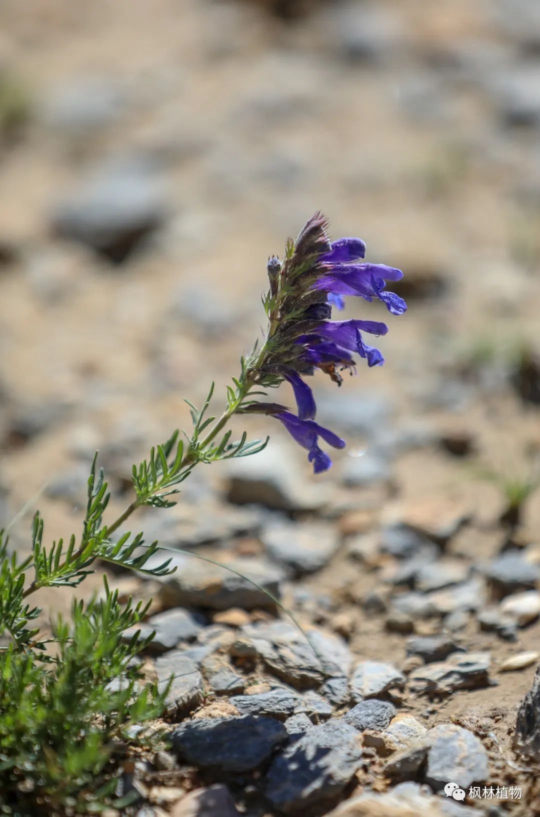 Explore the Alpine Flowers of Tibet: A Botanical Journey