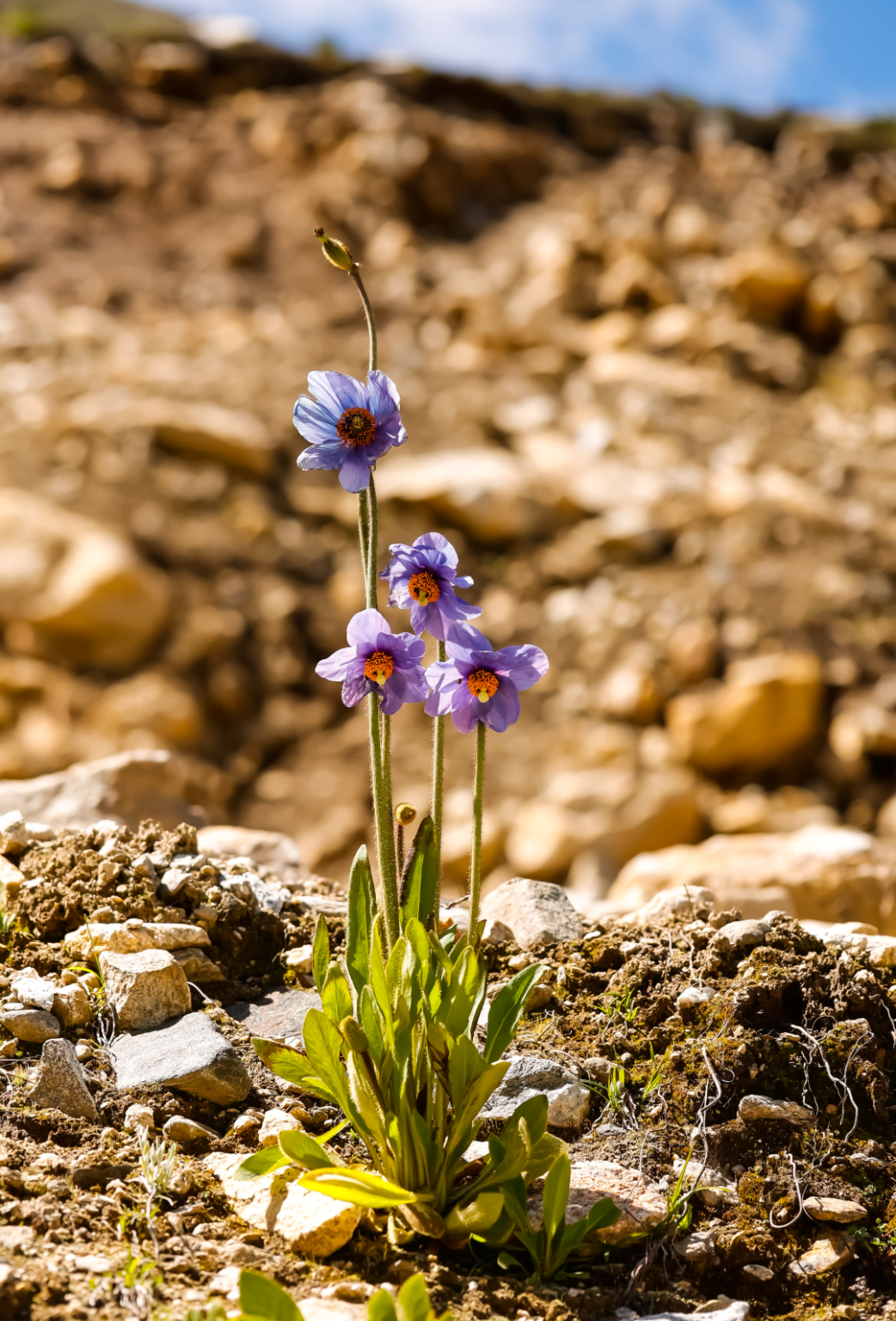 Explore the Alpine Flowers of Tibet: A Botanical Journey