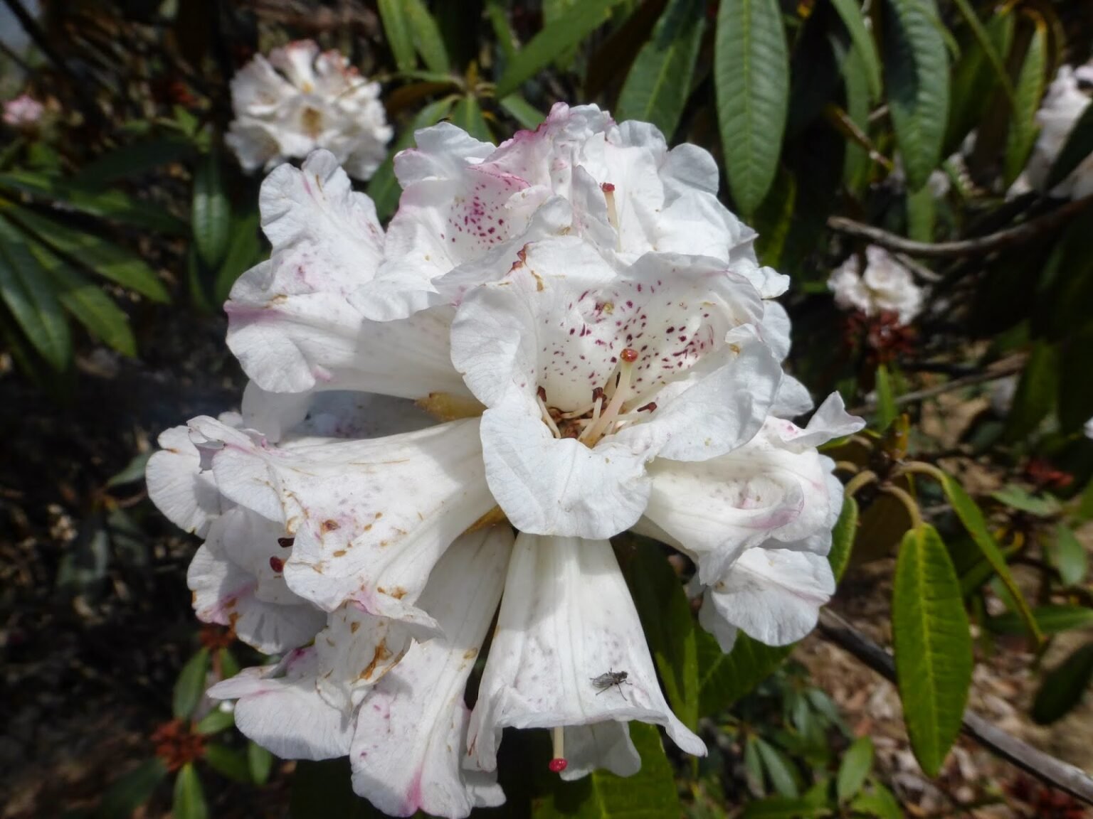 Explore the Alpine Flowers of Tibet: A Botanical Journey