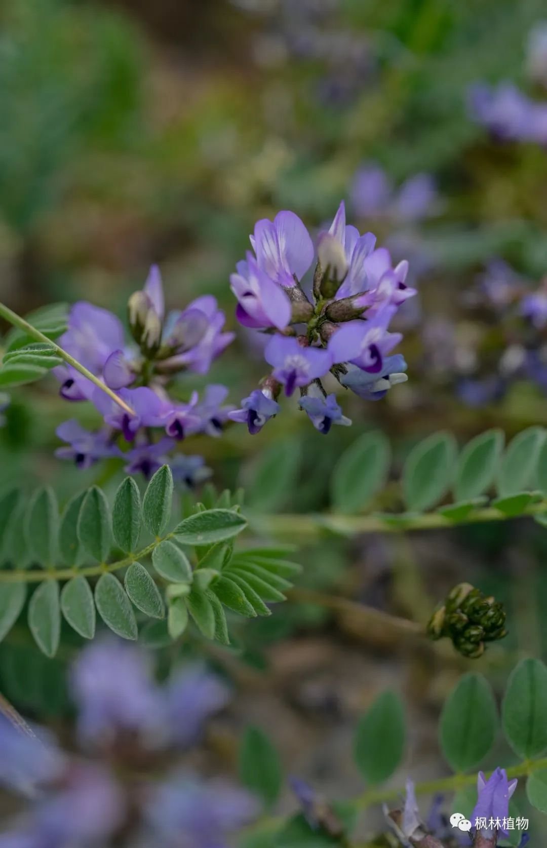 Explore the Alpine Flowers of Tibet: A Botanical Journey