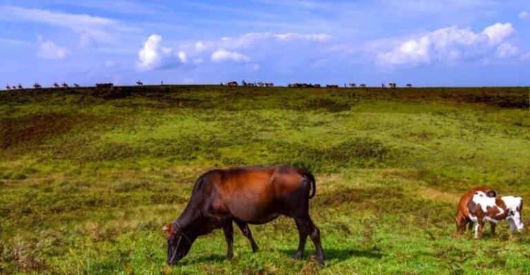The Tibetan Cow: A Vital Dairy Resource in Tibetan Agriculture